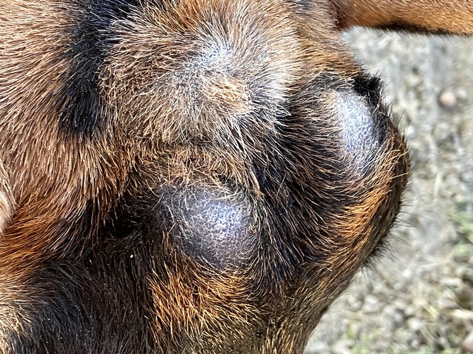 Problems With the Polled Goat - Goat Journal